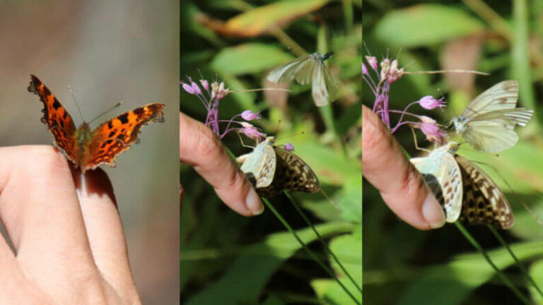 Butterfly Medicine | %%category%% | Discover Your Inner Magician